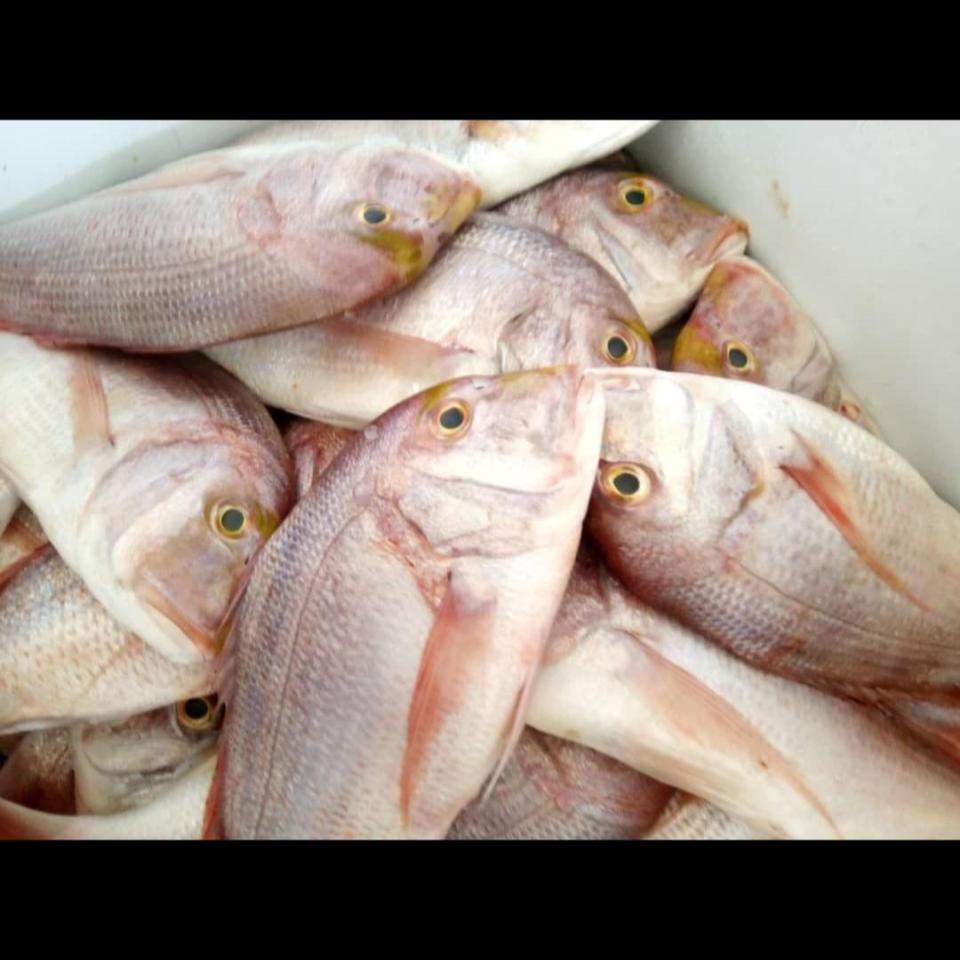 Red Fish – ghanajom